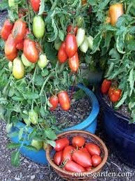 Mini Roma Tomate italienne (8 Gousses) - serres-urbaines.com