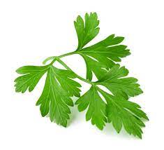 Persil Italien Géant (8 Gousses) - serres-urbaines.com